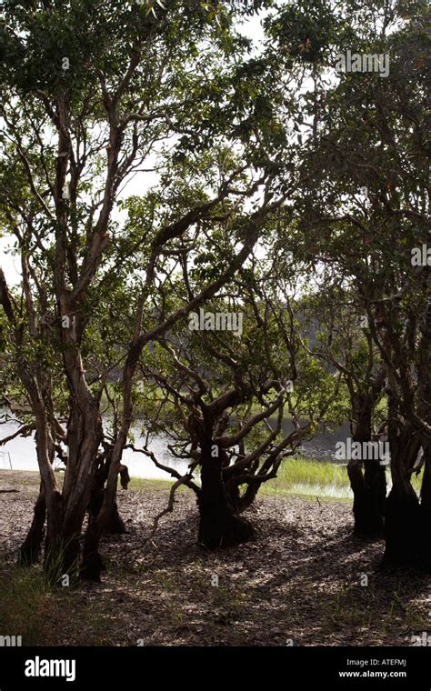Trees With Blacken Trunk That Survive And Recover From Forest Fire In