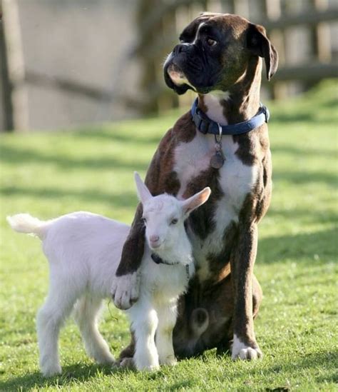 The 21 Most Touching Interspecies Friendships You Never Thought