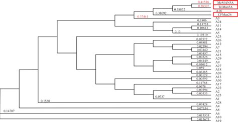 In Silico Structural Modelling And Comparative Analysis Of β Mannanases