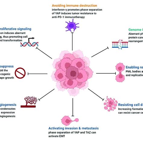 Phase Separation Abnormalities Are Involved In Most Of The Processes
