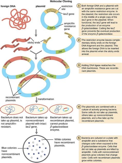 A Level Aqa Biology Notes Control Of Gene Expression Gene