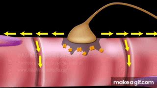 Neuromuscular Junction Animation