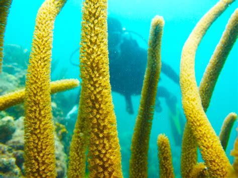 What Does A Divemaster Do 3 Requirements Aquasport