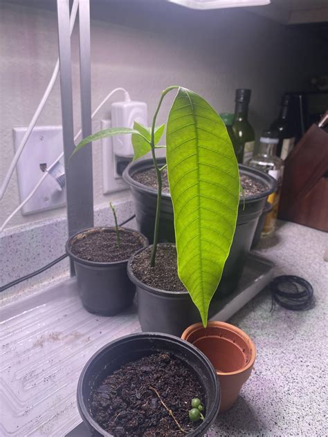 Whats Up With My Mango Sapling R Fruittree