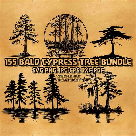 Bald Cypress Tree Svg Bundle 155 Designs Swamp Illustrations Bayou Line
