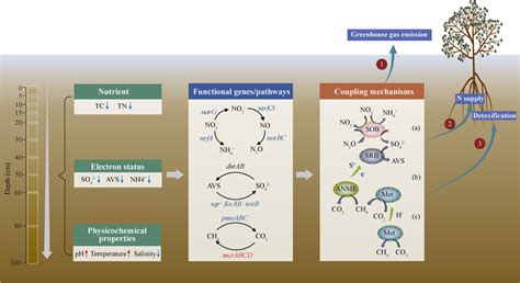 A Conceptual Model Of Depth Related Microbially Driven Ch4 N And S