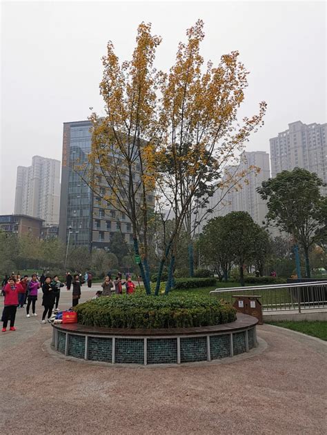 丛生三角枫 花瓣网