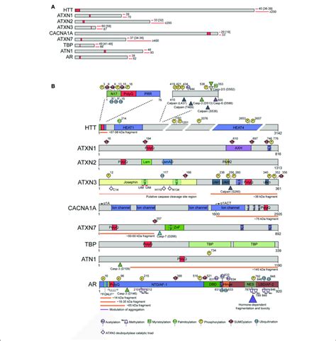 Representation Of Pathogenic Polyq Proteins And Known Modulating