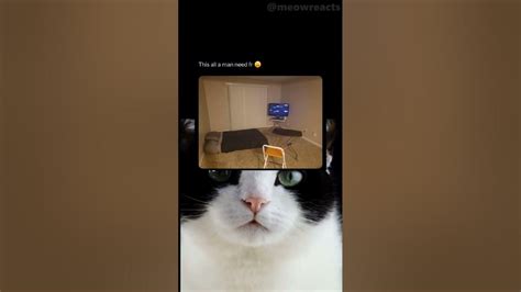 Cat React 😺 🐾 Memes Shorts Foryou Foryoupage Viral Xyzbca Youtube
