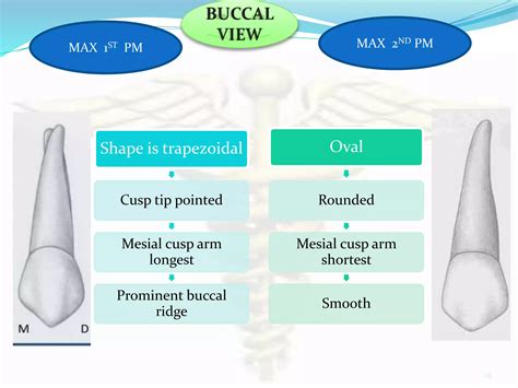 Tooth Morphology The Architecture Of Part 3 Premolar And Molar Pptx