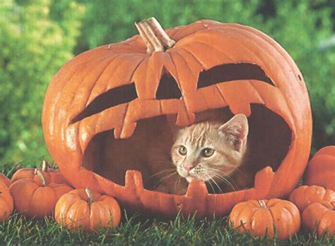 [100 ] Halloween Cat Pictures