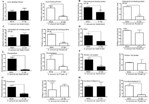 Validation Of Reverse Ssh By Qrt Pcr Expression Analysis Of A Auxin