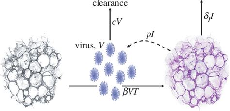 A Schematic Diagram Of The Tiv Model 21 24 Of Viral Dynamics