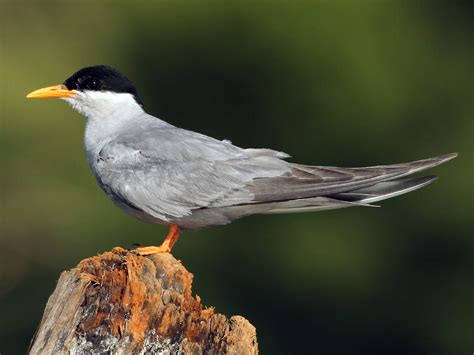 Black Fronted Tern New Zealand Bird Atlas