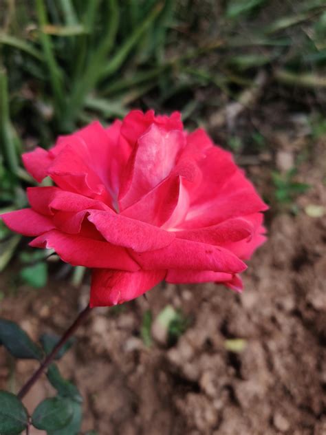 Mohan Dagar Fotografie