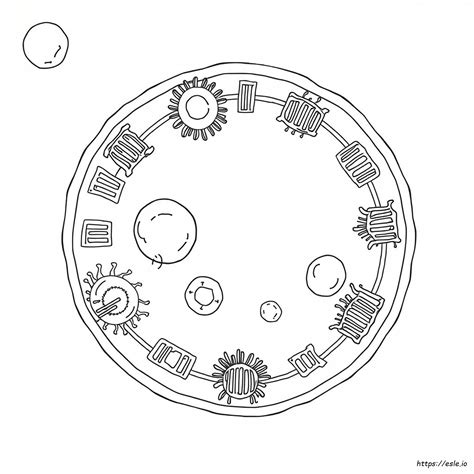 Mitosis And The Cell Cycle Coloring Page