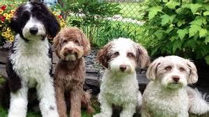 Types Of Aussiedoodle Colors Merles Solids Etc We Love Doodles
