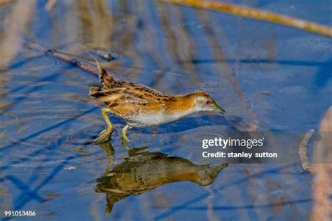 Crake Photos And Premium High Res Pictures Getty Images