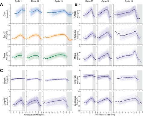 Regulation Of Centrosome Size By The Cell Cycle Oscillator In Drosophila Embryos The Embo Journal