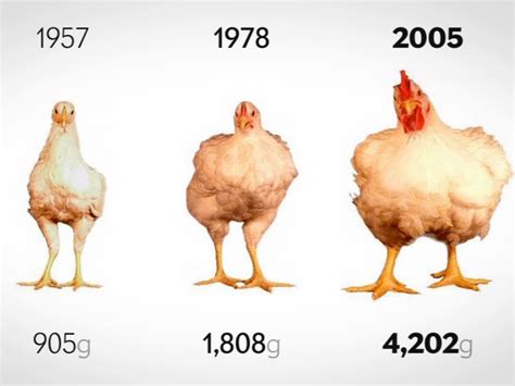 Chicken Breed Sizes And Weight Over Time Business Insider
