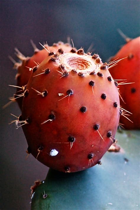Fruit Cactus Prickly Pear Free Photo On Pixabay Pixabay