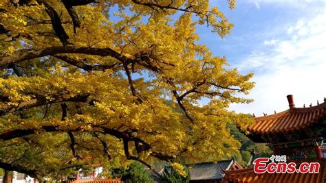 2800 Year Old Gingko Trees Attract Tourists To Temple Cn