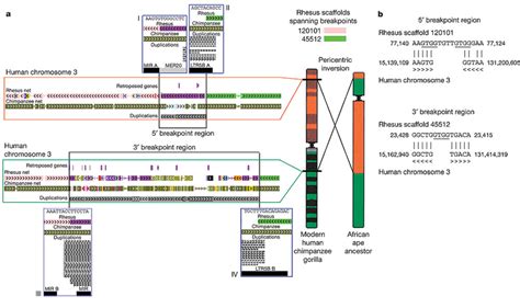 Human Chromosome 3 Pericentric Inversion Breakpointsa Inversion Download Scientific Diagram