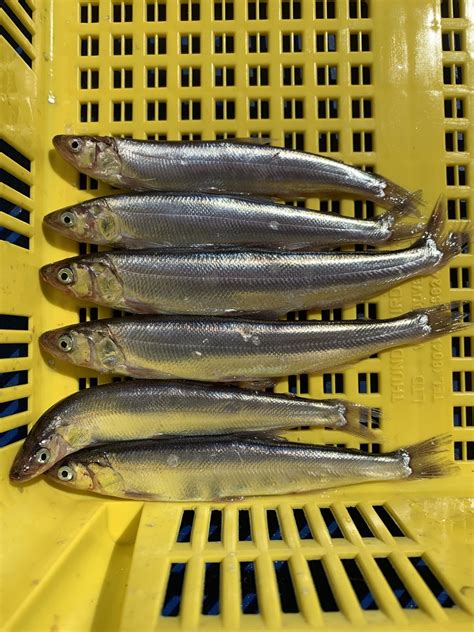 Eulachon Thaleichthys Pacificus Marine Life Identification