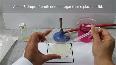 Making A Microbial Lawn Plate Youtube