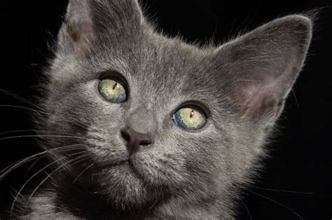 200 Russian Blue Cat Pictures