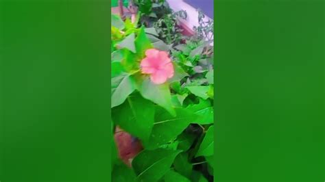 Evening Fliwers Youtube