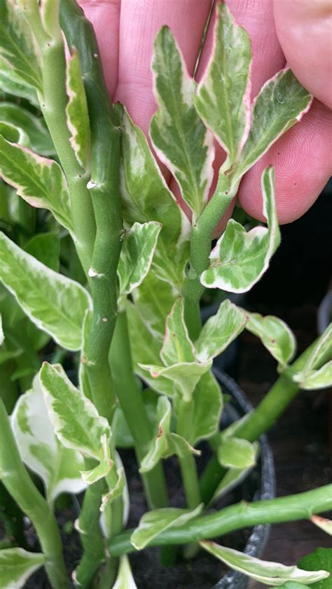 Variegated Devils Backbone Succulent Zig Zag Plant 12 Pound Etsy