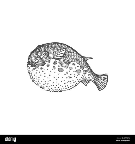 Purrerfish Or Japanese Fugu Fish Isolated Monochrome Sketch Vector