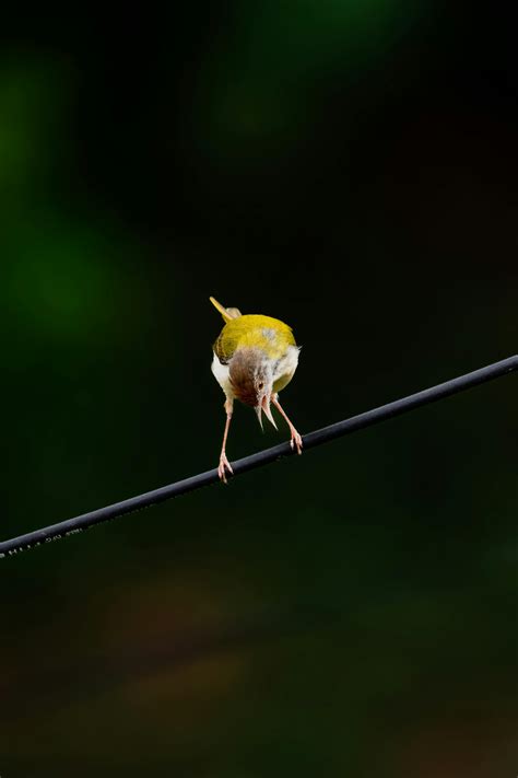 Animecameltoe Photos Download The Best Free Animecameltoe Stock