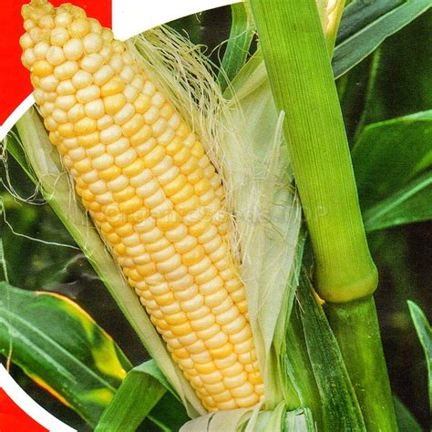 Images «miracle In Feathers Organic Corn Seeds Shipping Is Free For Orders Over €50