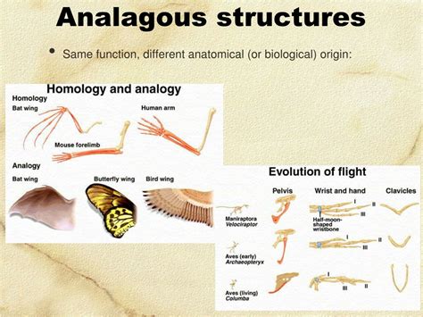 Ppt Convergent Evolution Powerpoint Presentation Free Download Id
