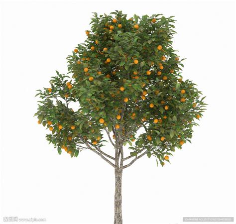 柑橘模型设计图效果图环境设计设计图库昵图网