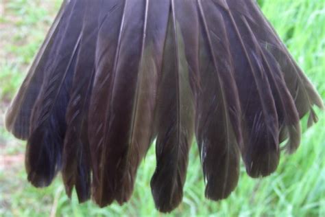 Migration Research Foundation Mcgill Bird Observatory Photo Library