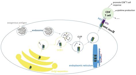 Major Histocompatibility Complex Class Ii Molecule In Non Small Cell L