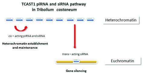 Role Of Major Pericentromeric Satellite Dna Tcast1 Of Beetle