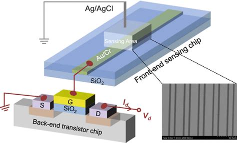 Extended Gate Field Effect Transistor Biosensors For Point Of Care Testing Of Uric Acid