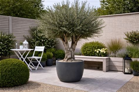 Growing Olive Trees In Pots Best Containers And Care Guide