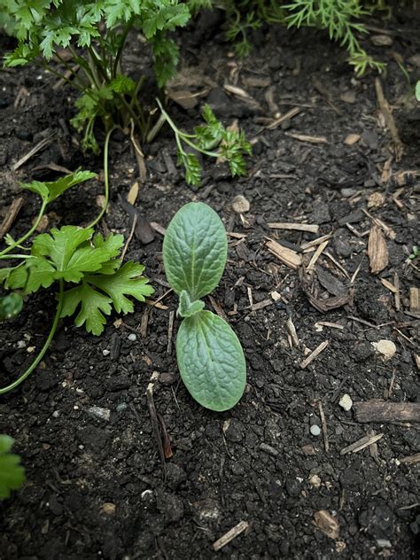 Growing In My Veggie Patch From The Compost What Are They South