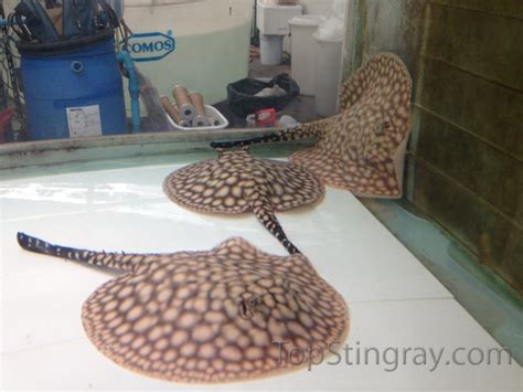 Freshwater Stingrays The Most Popular Aquarium Kept Species Page 2