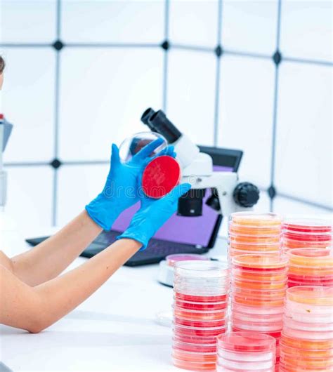 Genetic Engineering Experiments Petri Dishes Are Used In Genetic Engi
