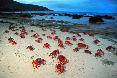 What Its Like To Live On Christmas Island Cnn