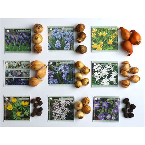 Nieuw Seizoen Nu Ook Bollenfotos Blomstring Premium Quality Flower