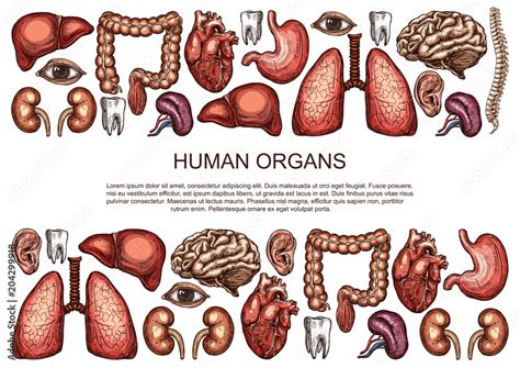 Human Organs Vector Sketch Body Anatomy Poster Stock Vector Adobe Stock