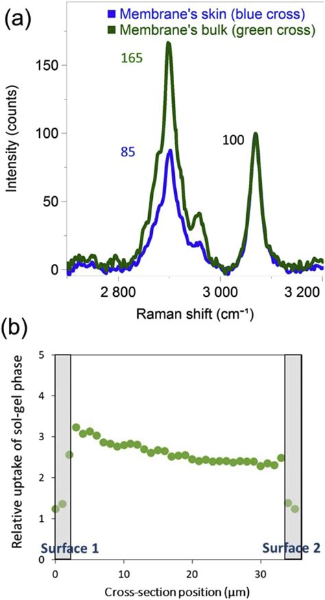 A Membranes Skin And Bulk Normalized Spectra Normalization Relative