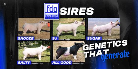 Real Mccoy Genetics Lot 22 En 31 11 Sb Breed Sex Spot Barrow Date Born 8 13 15 Sire Hands